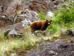 Visit Imnaha, Oregon - Wallowa County Chamber of Commerce